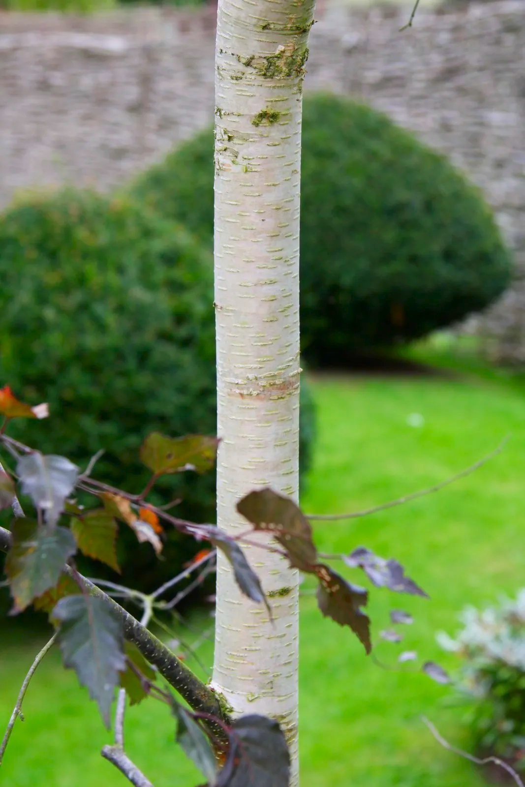 Betula pendula Royal Frost - Birch Tree