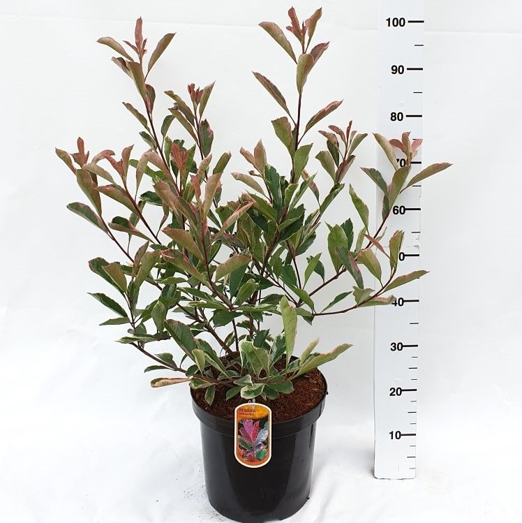 Photinia cassini Pink Marble - Hardy, Evergreen Variegated Red Robin ...