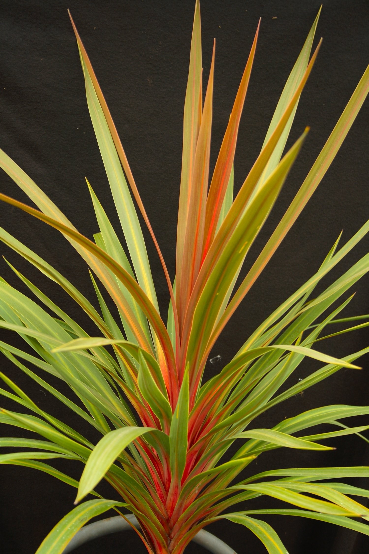 Cordyline Sunset - Torbay Palm