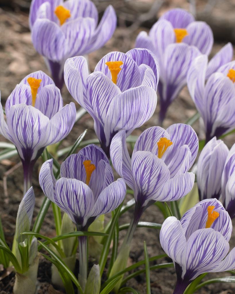 Crocus Pickwick