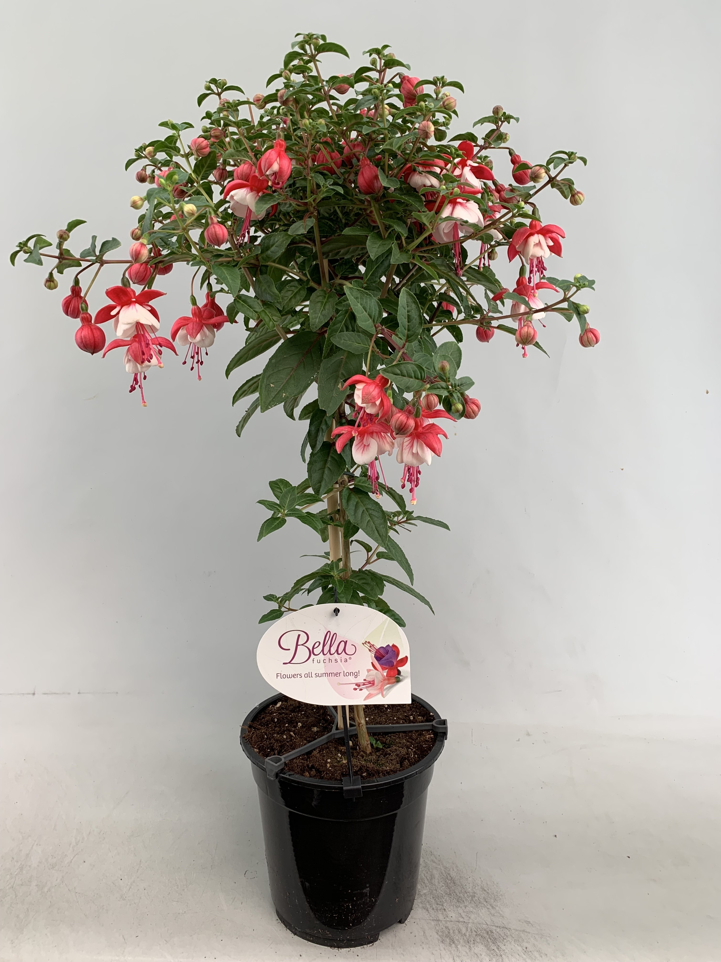 Patio Fuchsia Tree 'Lucky Dip' - End of Season Clearance