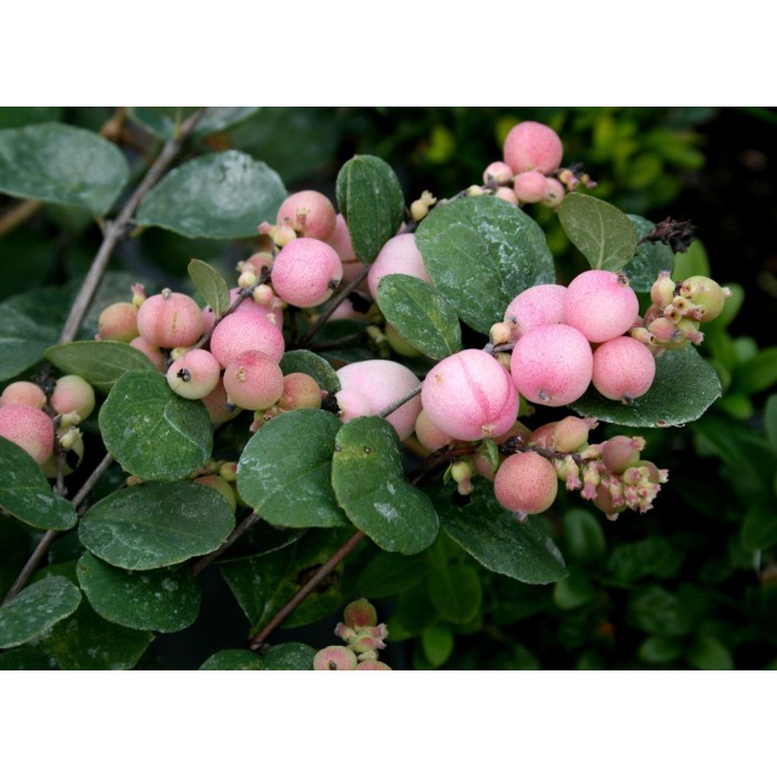 Symphoricarpos doorenbosii 'Mother of Pearl'