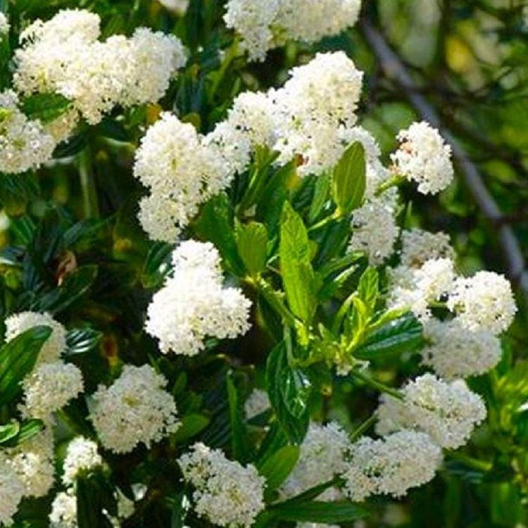 Ceanothus thyrsiflorus Millerton Point - Snow Flurries Evergreen White ...