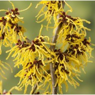 Hamamelis & Loropetalum -Witch Hazel