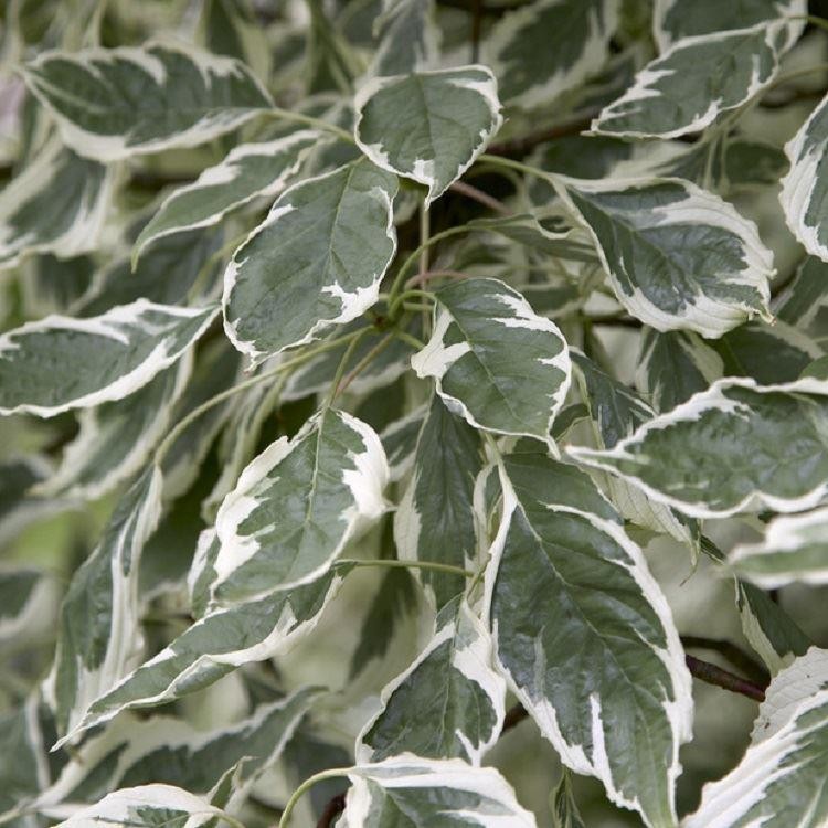 Cornus controversa variegata - Variegated Wedding Cake Tree