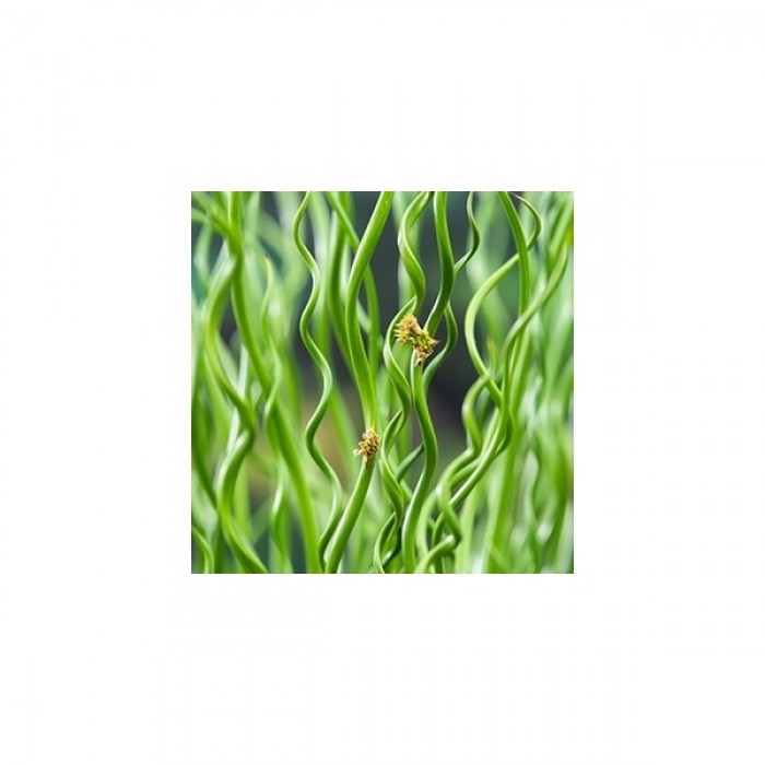 Juncus effusus 'Spiralis' - Corkscrew rush