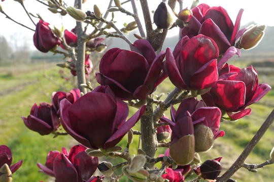 Magnolia Genie - Amazing Purple Black Magnolia - Giant Flowered Black ...