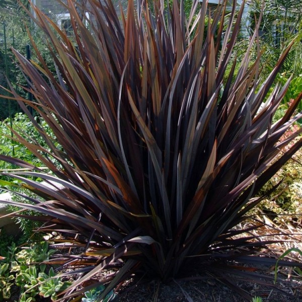 Buy Phormium plants online | Phormium shrubs for UK delivery