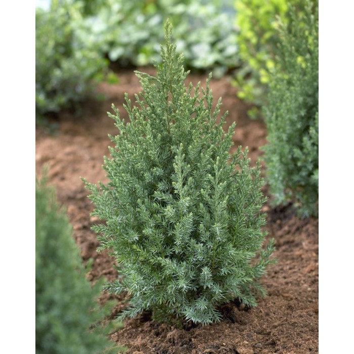 Juniperus chinensis Stricta' - Dwarf Slow Growing Conifer