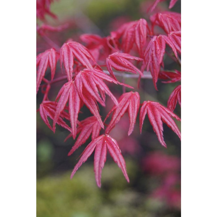Acer palmatum Deshojo - Large Japanese Maple 80-100cm