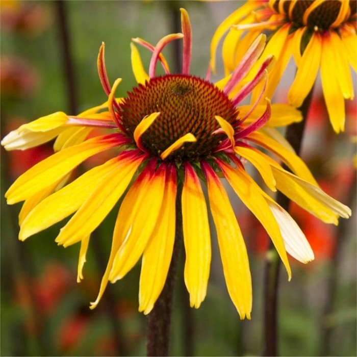 Echinacea Breeders Mix Sunny Colours Echinacea Plants - Pack of FIVE
