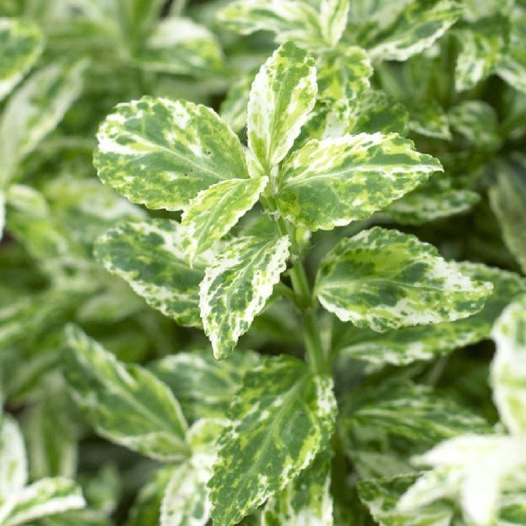 Euonymous fortunei Harlequin - Evergreen Standard Euonymus Tree - LARGE ...