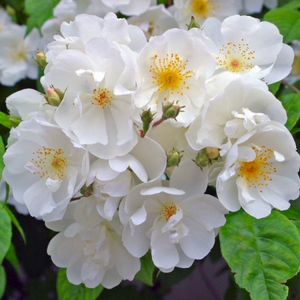 Climbing Roses for Sale UK | Gardening Express