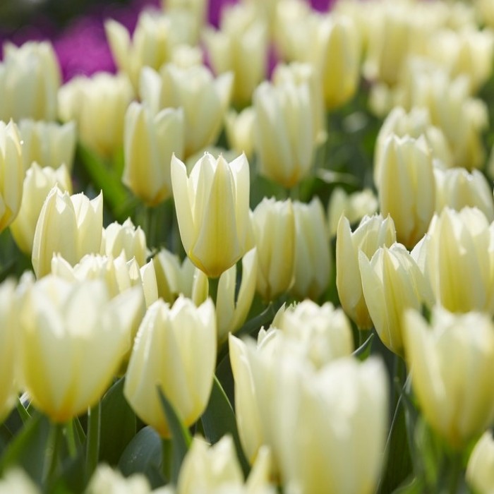 Tulip Purissima - Pack of 12