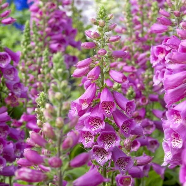 Digitalis purpurea Pam's Choice - Foxglove