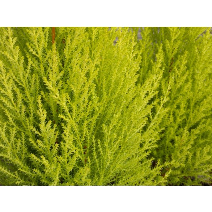 Mini 30cm Lollipop Lemon Cypress Tree
