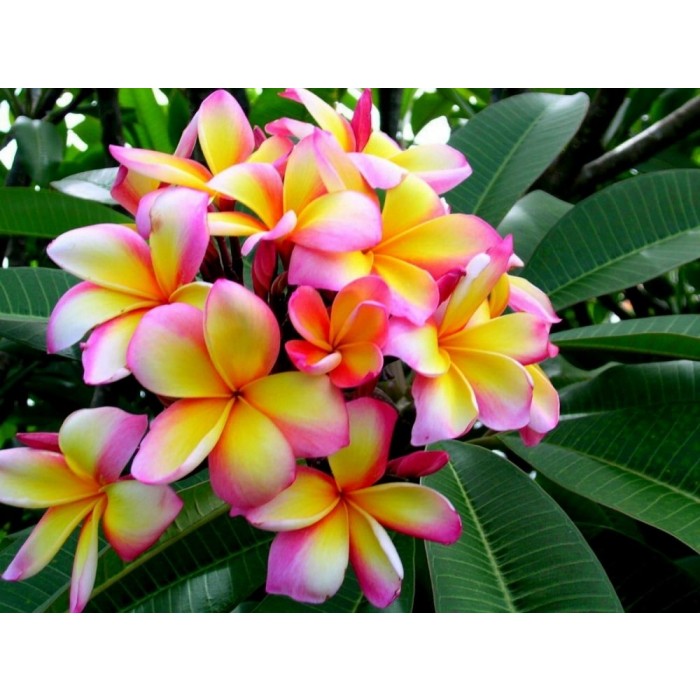 Plumeria Tropical Hawaii - Franchipani Temple Tree