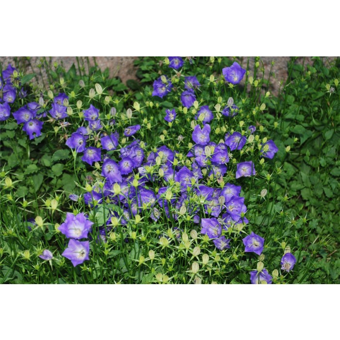 Campanula carpatica 'Blue Clips'