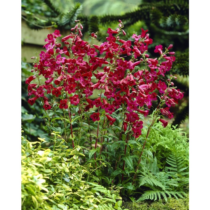 Penstemon 'Rich Ruby'