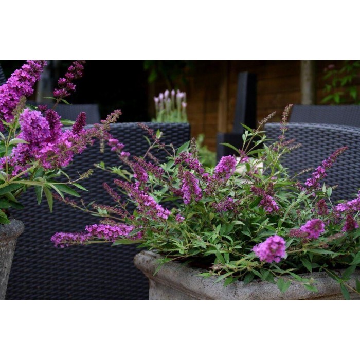 Buddleia Flutterby Petite Dark Pink - Dwarf Buddleja Butterfly Bush