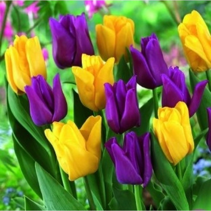 Tulip Garden Friends - Pack of 25 Bulbs