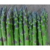 Asparagus - Eclipse
