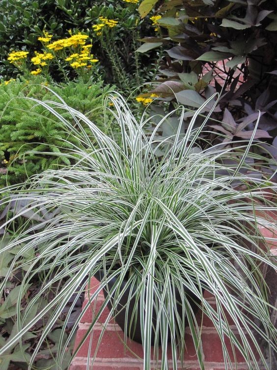 Carex oshimensis Evercolour® ‘Everest’ - Evergreen Japanese Sedge