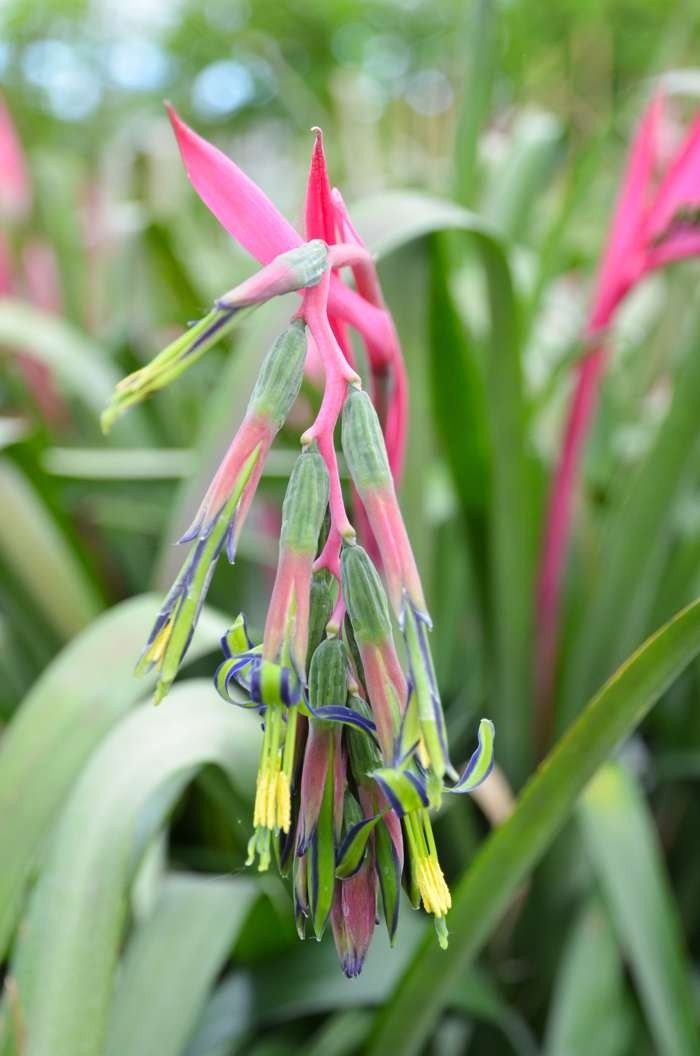 Hardy Garden Bromeliad - Billbergia nutans 'Tears of Joy'