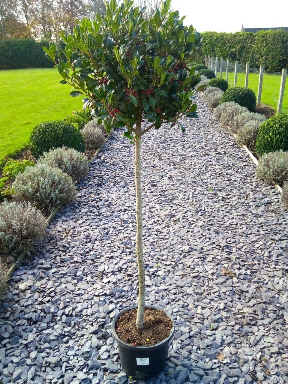 Majestic Large 140-150cm Alaska Holly Tree Standard covered in Berries ...