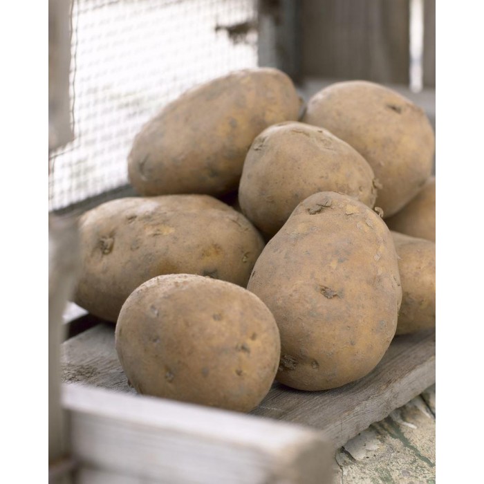 Nicola - Salad/Main Crop Seed Potatoes - Pack of 10