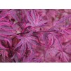 Acer palmatum Pink Passion - Striking Japanese Maple Shirazz - LARGE
