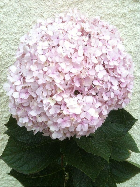 GIANT - Hydrangea 'Avant Garde' - Worlds Largest Hydrangea - In Bud ...