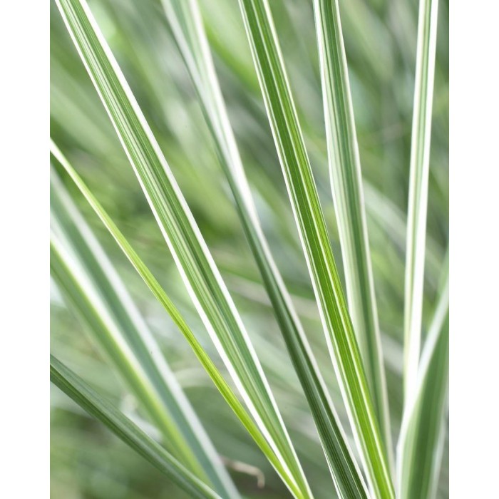 Calamagrostis acutiflora 'Overdam' - Variegated Feather Reed Grass