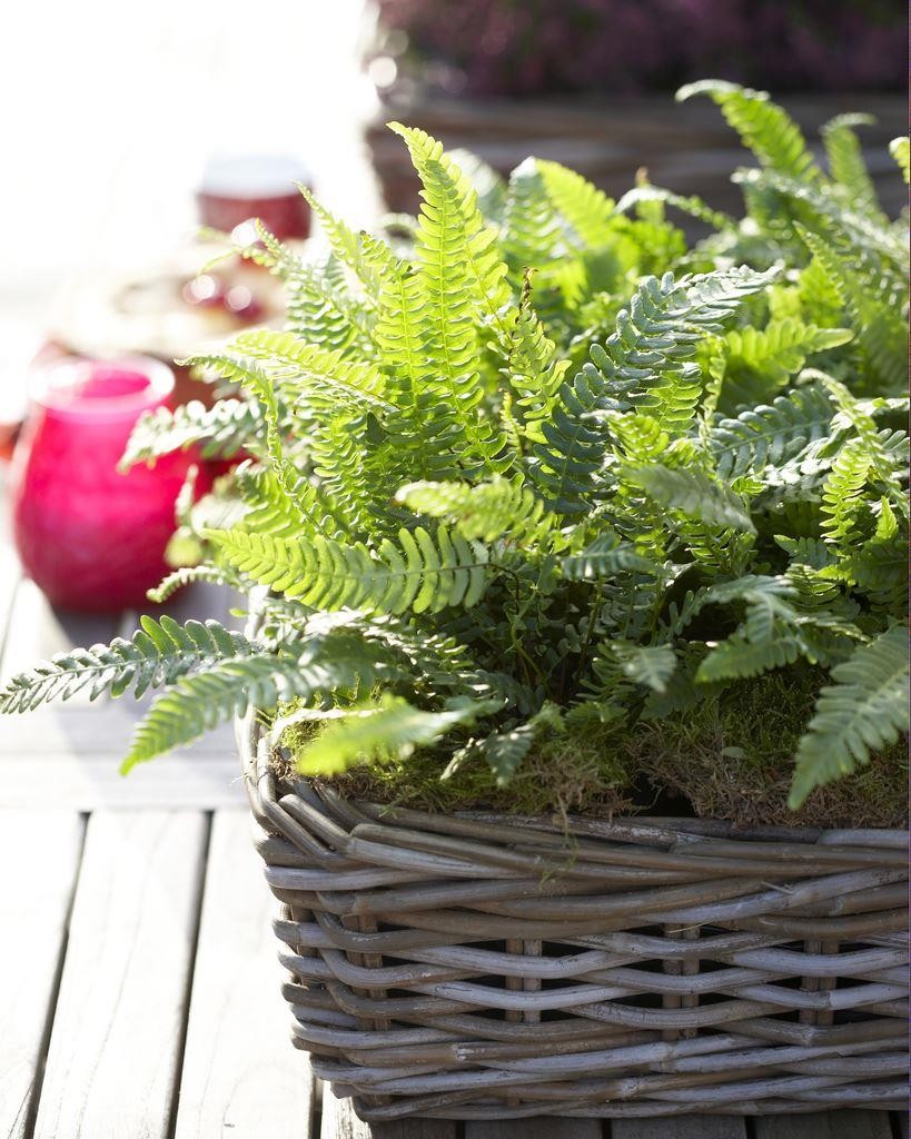 Blechnum spicant - Hard Fern