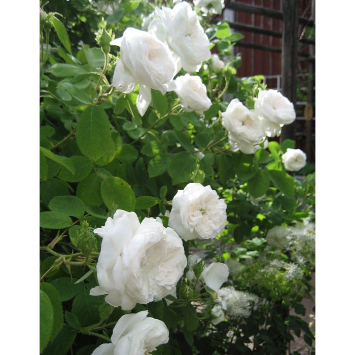 Rose Madame Hardy - Mme Hardy Shrub Rose