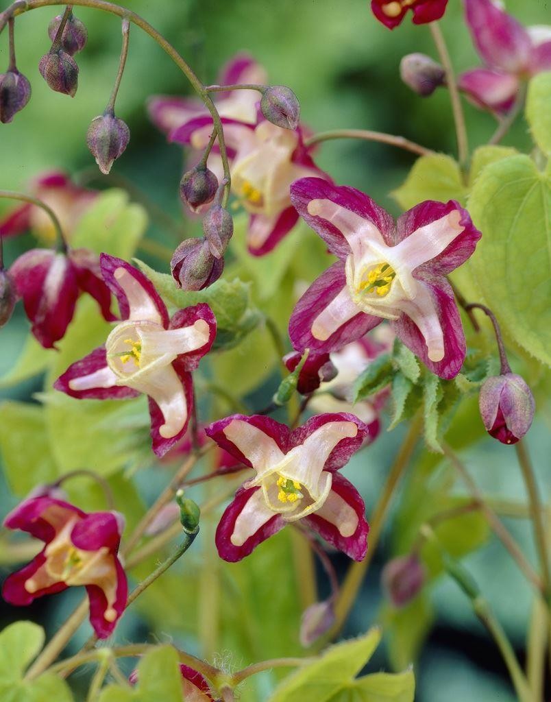 Epimedium rubrum - Bishops Hat