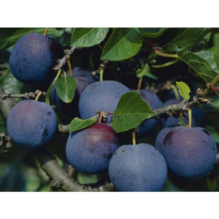 PLUM TREE - Multi-Variety Fruit Tree - PLUM - 5 varieties on one Tree!