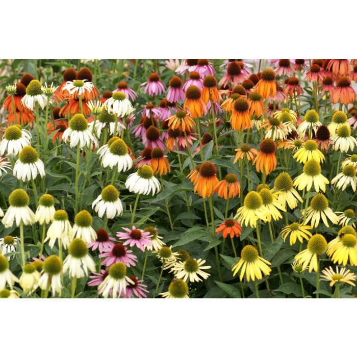 Echinacea Breeders Mix Sunny Colours Echinacea Plants - Pack of FIVE