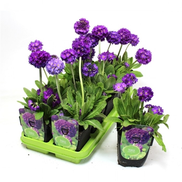 Primula denticulata Confetti Blue - Drumstick Primula