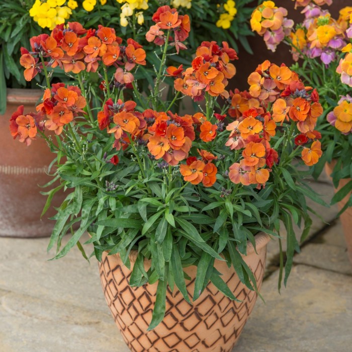 Wallflower Orange - Pack of Six Plants
