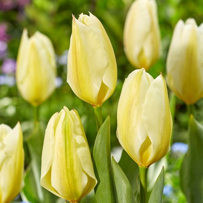Tulip Purissima - Pack of 12