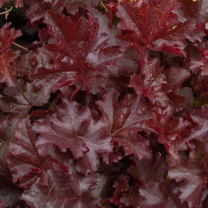 Heuchera Chocolate Ruffles