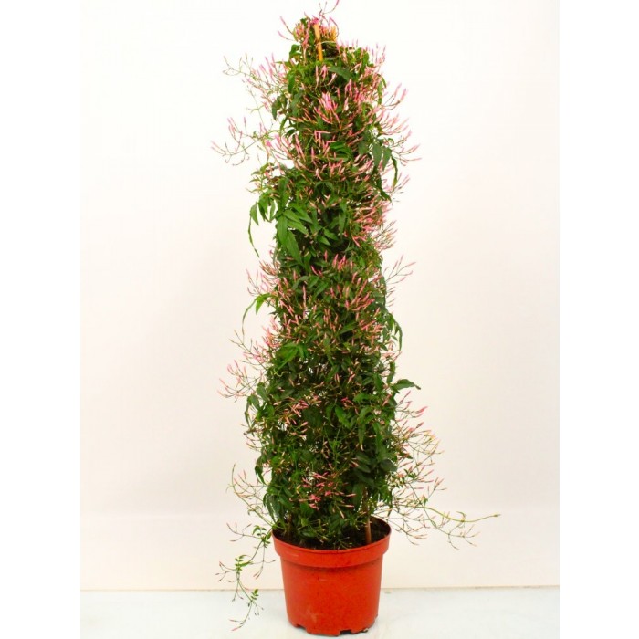 Perfumed Chinese Jasmin - Large 100-120cm Pyramid - Jasminium ...