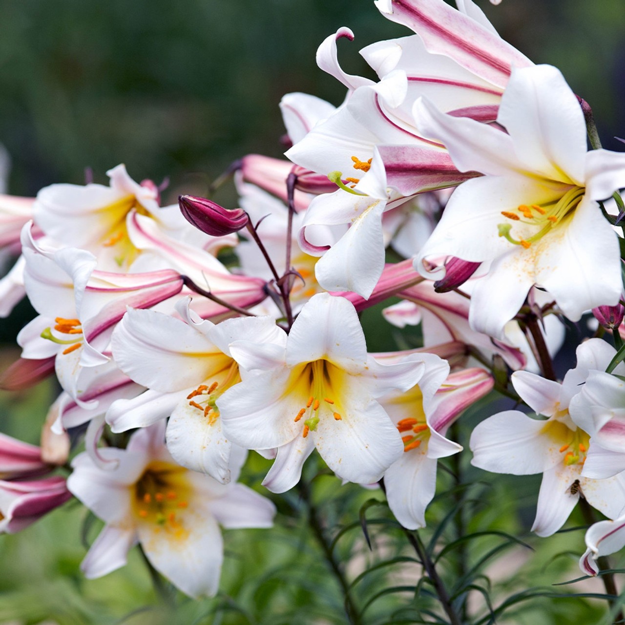 Lily Regale - Pack of EIGHT Lilium Bulbs - Regal Royal Lily