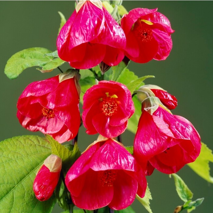 Abutilon hybrida PINK - Flowering Maple