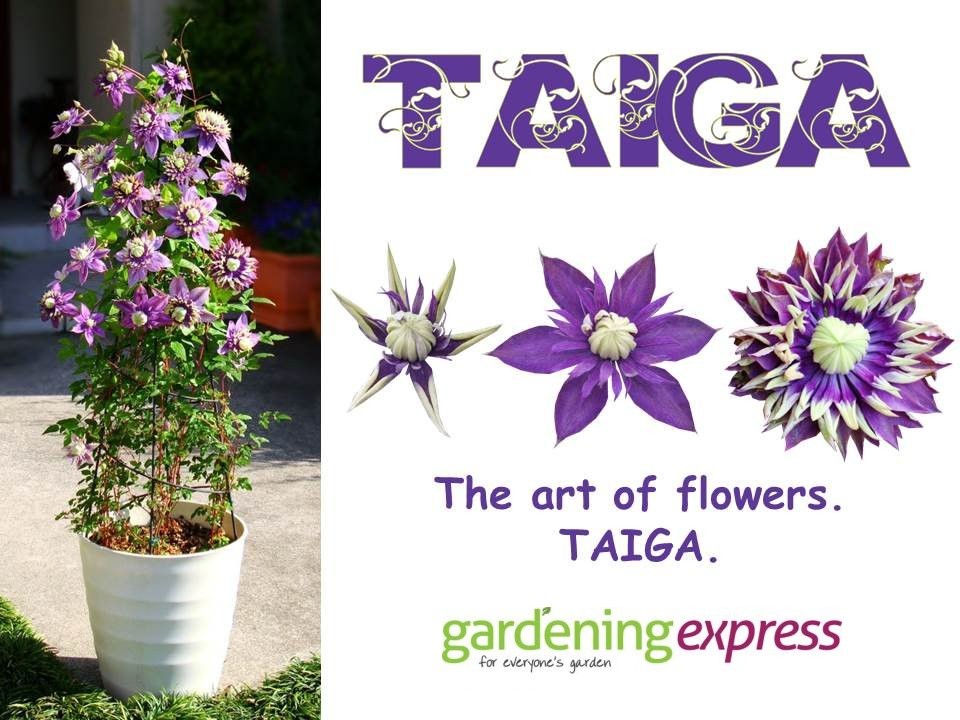 Clematis Taiga - Stunning Brand New & Exclusive Taiga Clematis - In ...