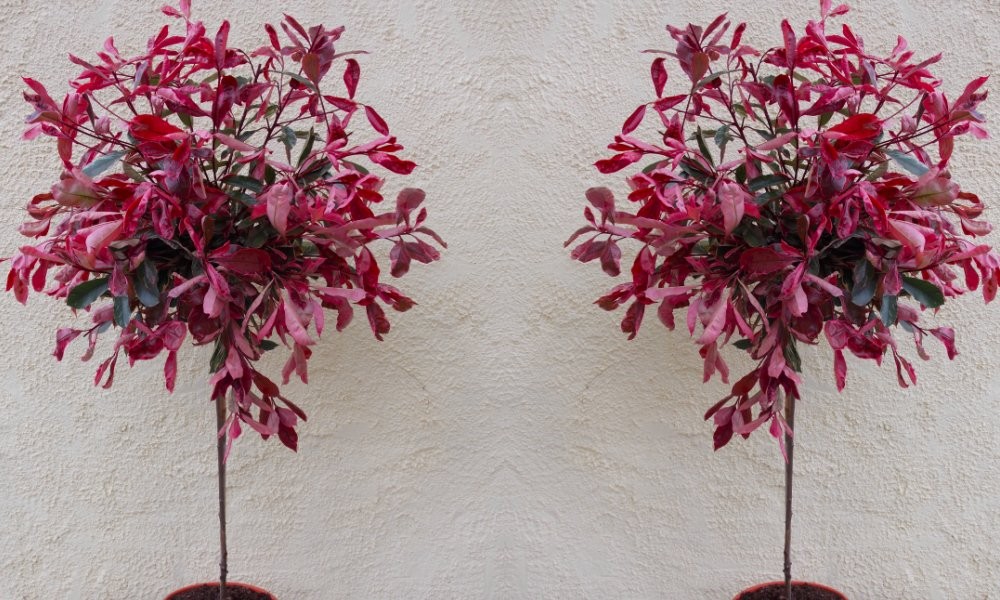 PAIR of Hardy Evergreen Photinia PINK MARBLE Standard Topiary Trees ...