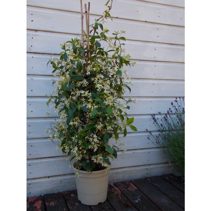 Fragrant Evergreen Star Jasmin -Trachelospermum jasminoides - 140cm ...