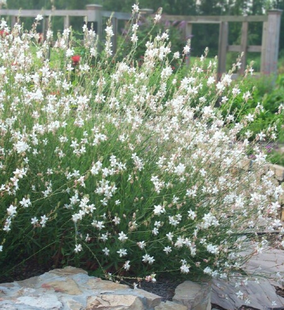 Gaura lindheimeri The Bride - 'Whirling Butterflies' Plant