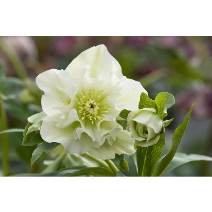 Connoisseur Helleborus Plants Collection - Pack of FOUR assorted Double ...